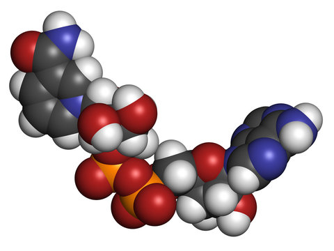 รูปภาพAdenine – เลือกดูภาพถ่ายสต็อก เวกเตอร์ และวิดีโอ4,228 | Adobe Stock