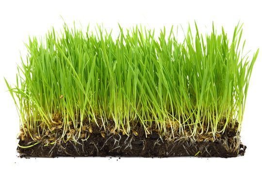 14,989 BEST Wheatgrass IMAGES, STOCK PHOTOS & VECTORS | Adobe Stock