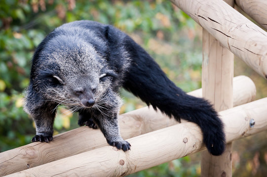 Schleichkatzen Bilder – Durchsuchen 1,189 Archivfotos, Vektorgrafiken ...