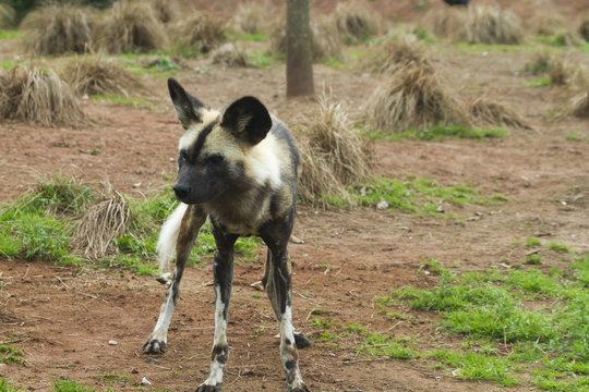 "Pack Of Dogs" Bilder – Durchsuchen 416 Archivfotos, Vektorgrafiken und ...
