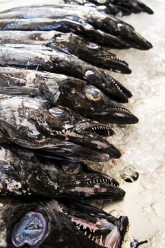 Scabbardfish Images – Browse 628 Stock Photos, Vectors, and Video ...