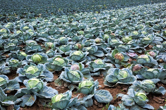 รูปภาพKopfkohl – เลือกดูภาพถ่ายสต็อก เวกเตอร์ และวิดีโอ201 | Adobe Stock