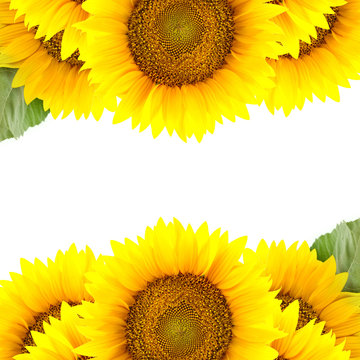 Sunflower Circle Border Images – Browse 1,453 Stock Photos, Vectors ...