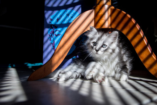 รูปภาพRonronne – เลือกดูภาพถ่ายสต็อก เวกเตอร์ และวิดีโอ109 | Adobe Stock
