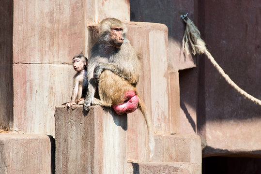 Rotarschpavian-Bilder: Stock-Fotos & -Videos. | Adobe Stock