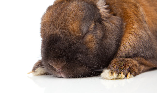 Sobby Images – Browse 5 Stock Photos, Vectors, and Video | Adobe Stock