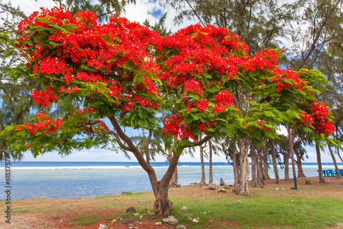 "arbre flamboyant, Saint-Leu, île de la Réunion" photo libre de droits ...