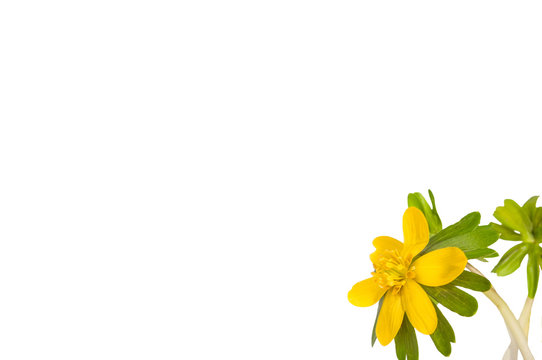 รูปภาพ"Eranthis – เลือกดูภาพถ่ายสต็อก เวกเตอร์ และวิดีโอ2,561 | Adobe Stock