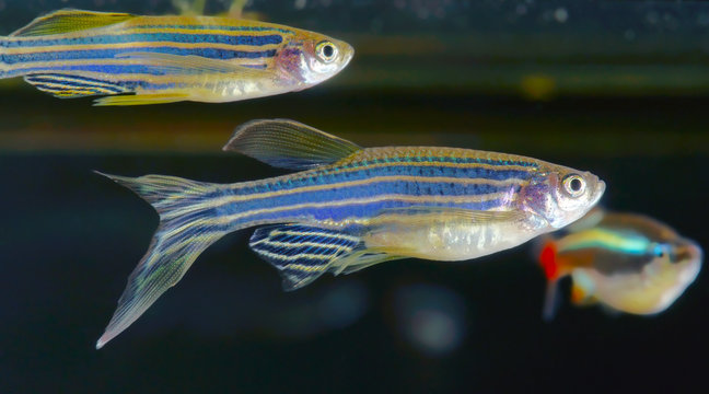 Zebrafish Bilder – Durchsuchen 15,329 Archivfotos, Vektorgrafiken und ...