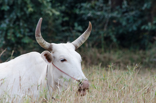 รูปภาพOx – เลือกดูภาพถ่ายสต็อก เวกเตอร์ และวิดีโอ3,214,257 | Adobe Stock