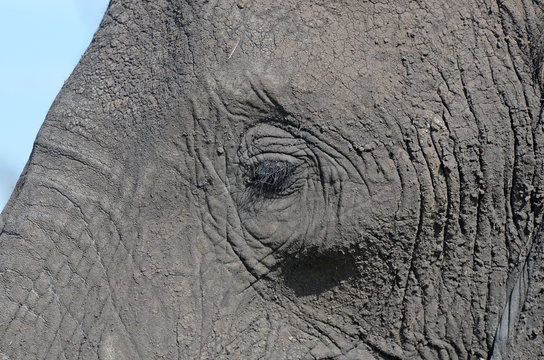 「Oeuil」の画像 - 94 件の Stock 写真、ベクターおよびビデオ | Adobe Stock