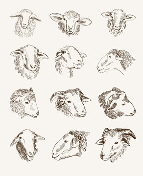 Lamb Head Drawing