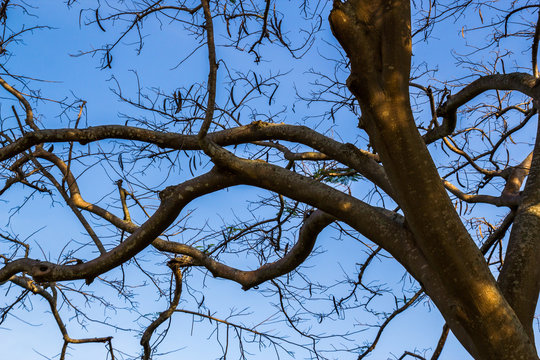 รูปภาพWizened – เลือกดูภาพถ่ายสต็อก เวกเตอร์ และวิดีโอ12,393 | Adobe Stock