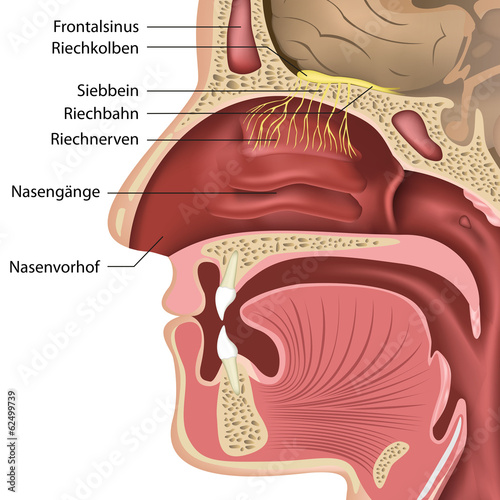 "Geruchsnerv, Riechnerven, Erklärung deutsch" Stockfotos und ...