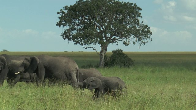 Pachyderme Images – Parcourir 9,993 le catalogue de photos, vecteurs et ...