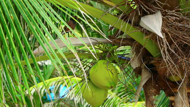 Cocnuts Images – Browse 46 Stock Photos, Vectors, and Video | Adobe Stock