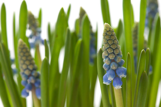 Muscari Images – Browse 39,213 Stock Photos, Vectors, and Video | Adobe ...