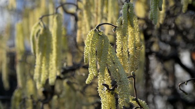 Haselnussbaum Images – Browse 177 Stock Photos, Vectors, and Video ...