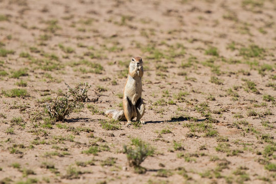 รูปภาพXerus – เลือกดูภาพถ่ายสต็อก เวกเตอร์ และวิดีโอ1,752 | Adobe Stock
