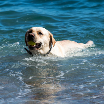Are Labradors Swimming Dogs