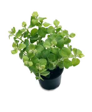 Imphepho Images – Browse 43 Stock Photos, Vectors, and Video | Adobe Stock