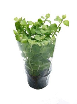 Imphepho Images – Browse 43 Stock Photos, Vectors, and Video | Adobe Stock