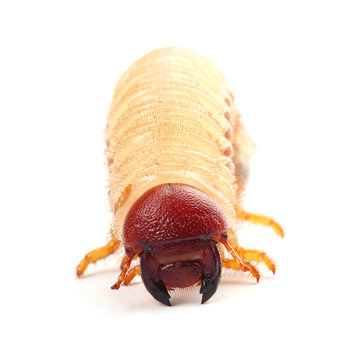 รูปภาพMaggot – เลือกดูภาพถ่ายสต็อก เวกเตอร์ และวิดีโอ51,026 | Adobe Stock