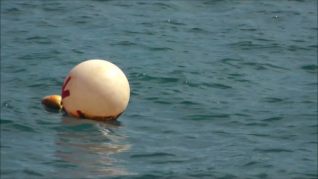 Schimmen-Bilder: Stock-Fotos & -Videos. | Adobe Stock