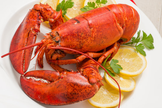 Astice Immagini - Sfoglia 1,490 foto, vettoriali e video Stock | Adobe ...