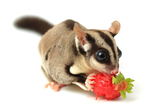 รูปภาพPteromyini – เลือกดูภาพถ่ายสต็อก เวกเตอร์ และวิดีโอ4,128 | Adobe ...