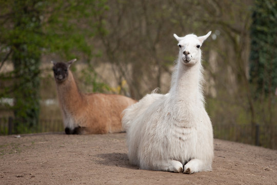 รูปภาพAlpacka – เลือกดูภาพถ่ายสต็อก เวกเตอร์ และวิดีโอ34 | Adobe Stock