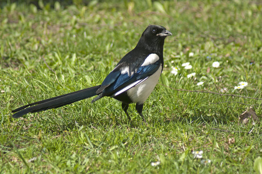 Sroka bilder – Bläddra bland 273 stockfoton, vektorer och videor ...