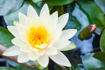 60+ Free Real Flower Images | Free HD Downloads - Pikwizard