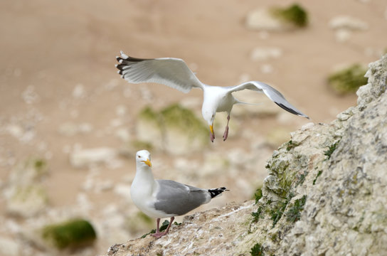 Abrute Images – Browse 10 Stock Photos, Vectors, and Video | Adobe Stock