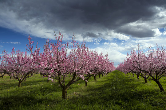 Peschi-Bilder: Stock-Fotos & -Videos. | Adobe Stock