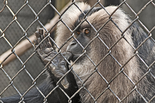 「Makaki」の写真素材 | 94件の無料イラスト画像 | Adobe Stock