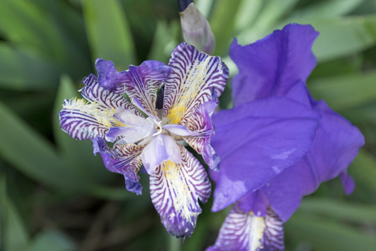 「Giaggiolo」の画像 - 131 件の Stock 写真、ベクターおよびビデオ | Adobe Stock