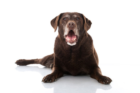 รูปภาพ"Bellender Hund" – เลือกดูภาพถ่ายสต็อก เวกเตอร์ และวิดีโอ28 ...