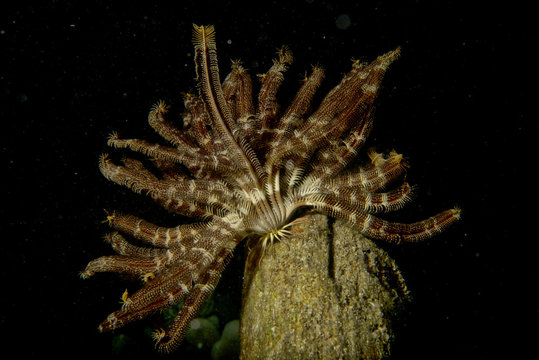 รูปภาพCrinoid – เลือกดูภาพถ่ายสต็อก เวกเตอร์ และวิดีโอ3,279 | Adobe Stock