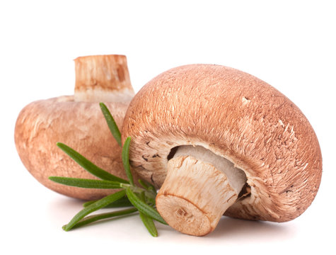 Champignons bilder – Bläddra bland 167,632 stockfoton, vektorer och ...