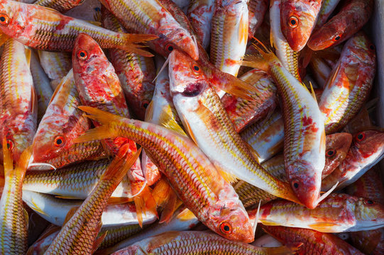รูปภาพGoatfish – เลือกดูภาพถ่ายสต็อก เวกเตอร์ และวิดีโอ5,126 | Adobe Stock