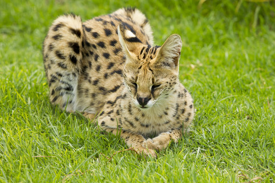 รูปภาพCerval – เลือกดูภาพถ่ายสต็อก เวกเตอร์ และวิดีโอ11 | Adobe Stock