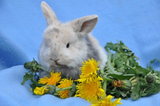 Nhd Images – Browse 248 Stock Photos, Vectors, and Video | Adobe Stock