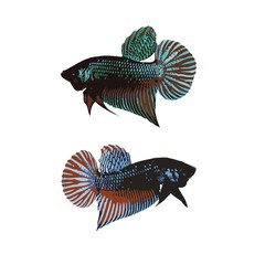 "betta Fish" photos, royalty-free images, graphics, vectors & videos ...