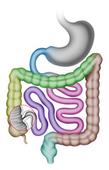 "taenia Coli" photos, royalty-free images, graphics, vectors & videos ...