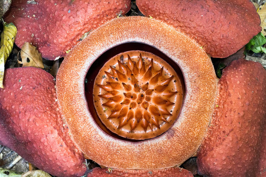 861 BEST Rafflesia IMAGES, STOCK PHOTOS & VECTORS | Adobe Stock