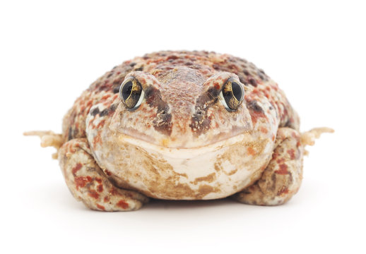 Hoptoad Bilder – Durchsuchen 561 Archivfotos, Vektorgrafiken und Videos ...