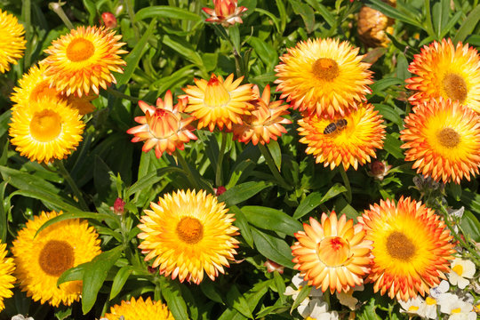 「Strohblumen」の写真素材 | 541件の無料イラスト画像 | Adobe Stock