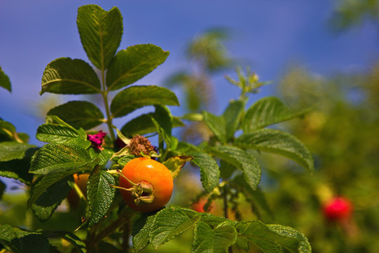 Imagens de Wildbeeren – Explore Fotografias do Stock, Vetores e Vídeos ...