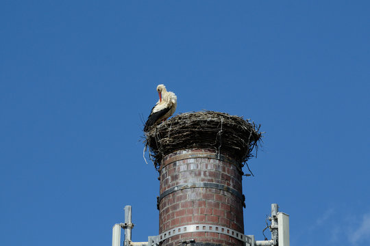 「Einnisten」の写真素材 | 98件の無料イラスト画像 | Adobe Stock